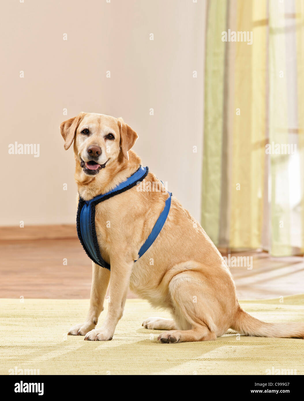 Labrador Retriever with harness Stock Photo - Alamy