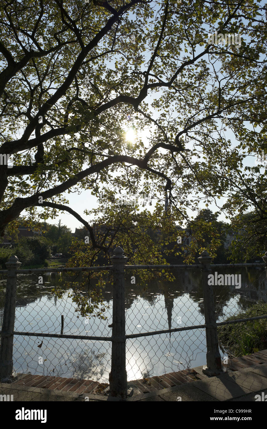 Trees backlight hi-res stock photography and images - Alamy
