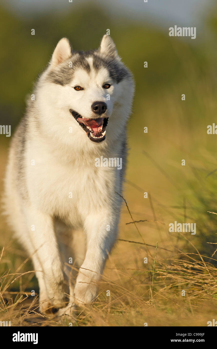 Siberian Husky dog walking Stock Photo - Alamy