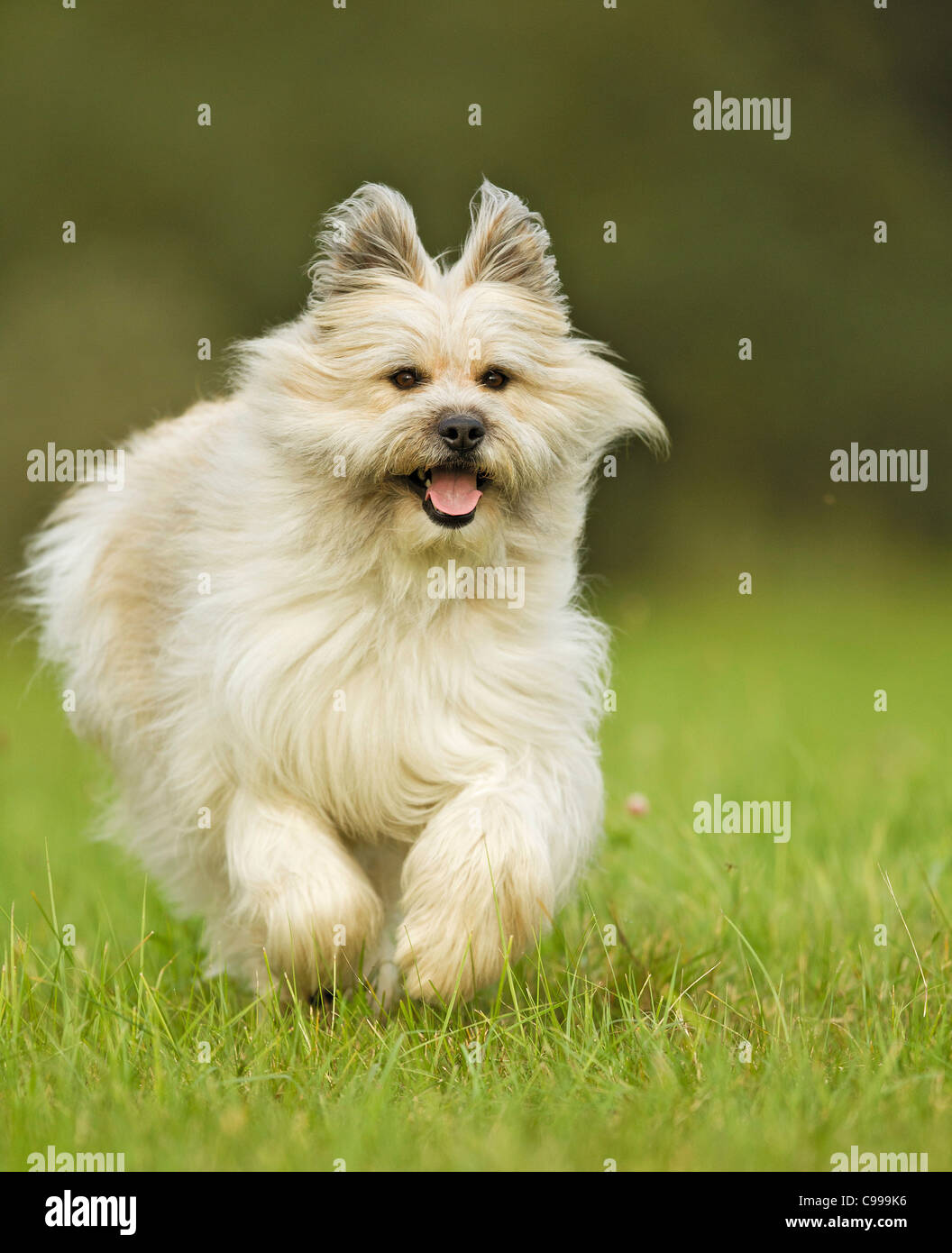 Elo hi-res stock photography and images - Alamy