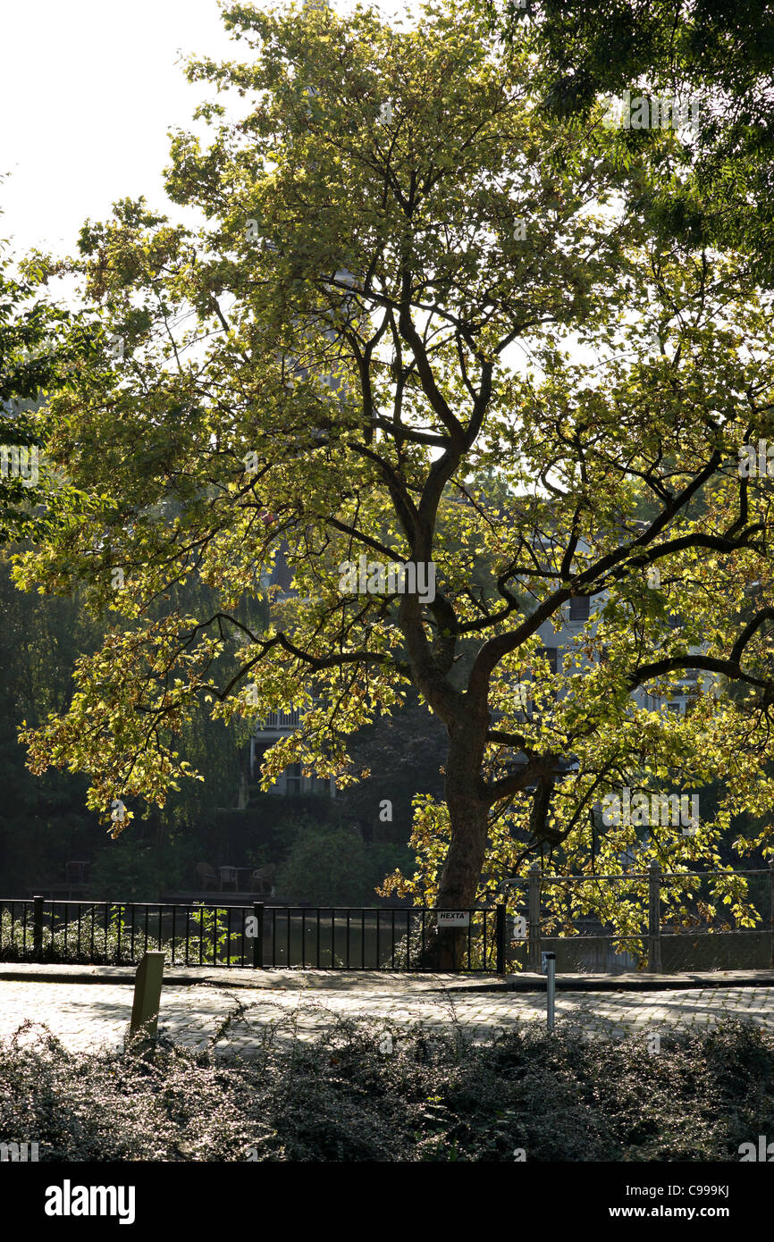 Tree in backlight Stock Photo - Alamy