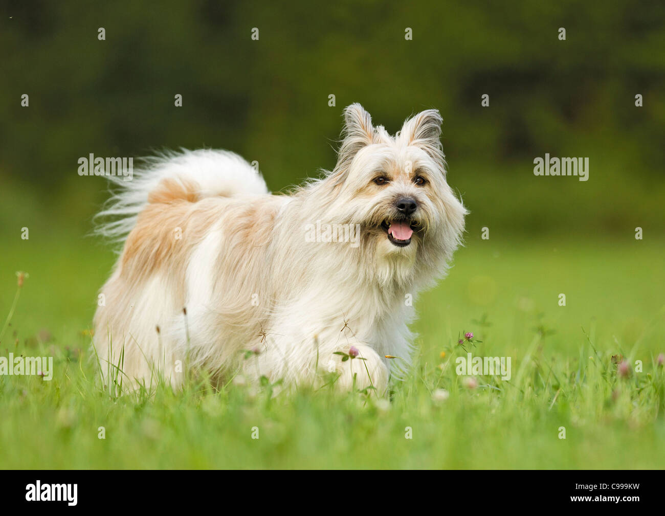 Elo dog standing meadow Stock Photo - Alamy