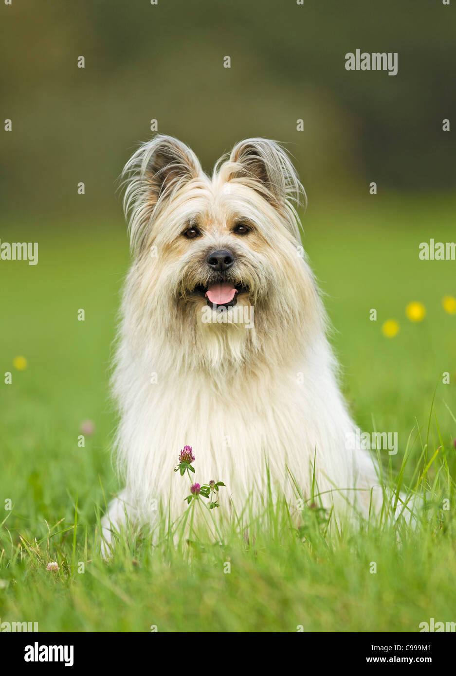 Elo dog sitting meadow Stock Photo - Alamy