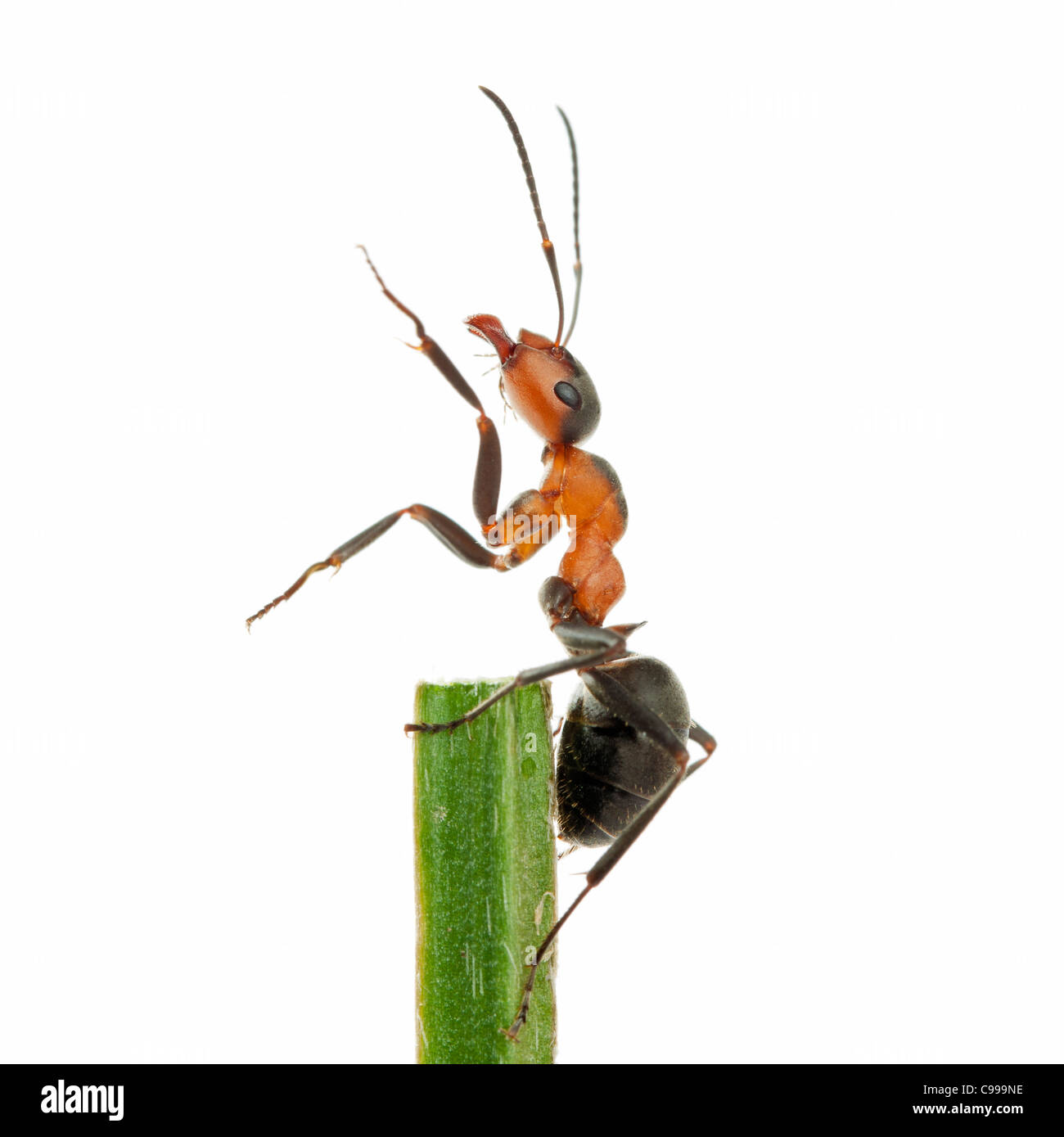 Southern Wood Ant, Horse Ant (Formica rufa). Worker on a stem Stock ...