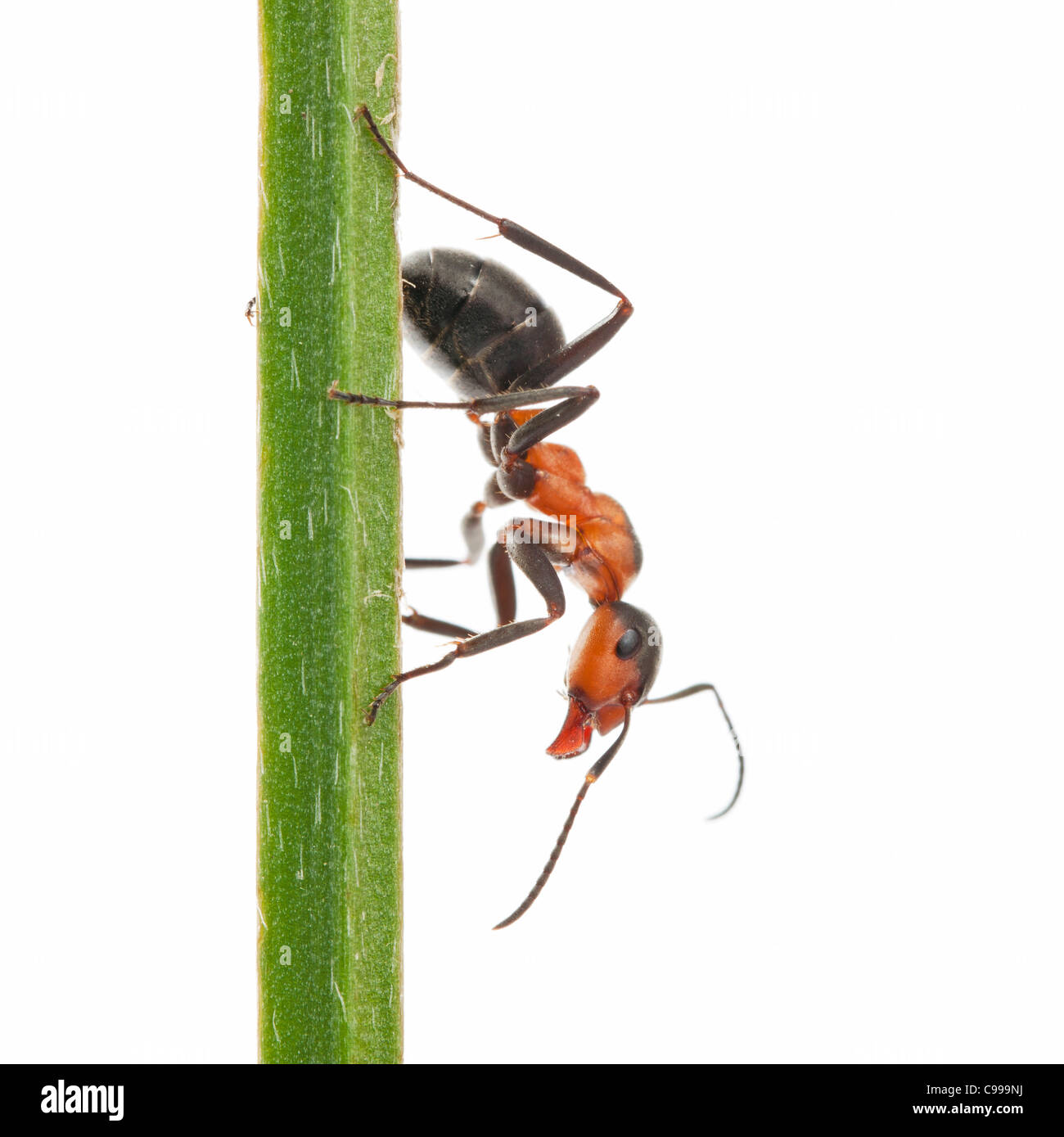 Wood ant - on plant / Formica rufa Stock Photo - Alamy