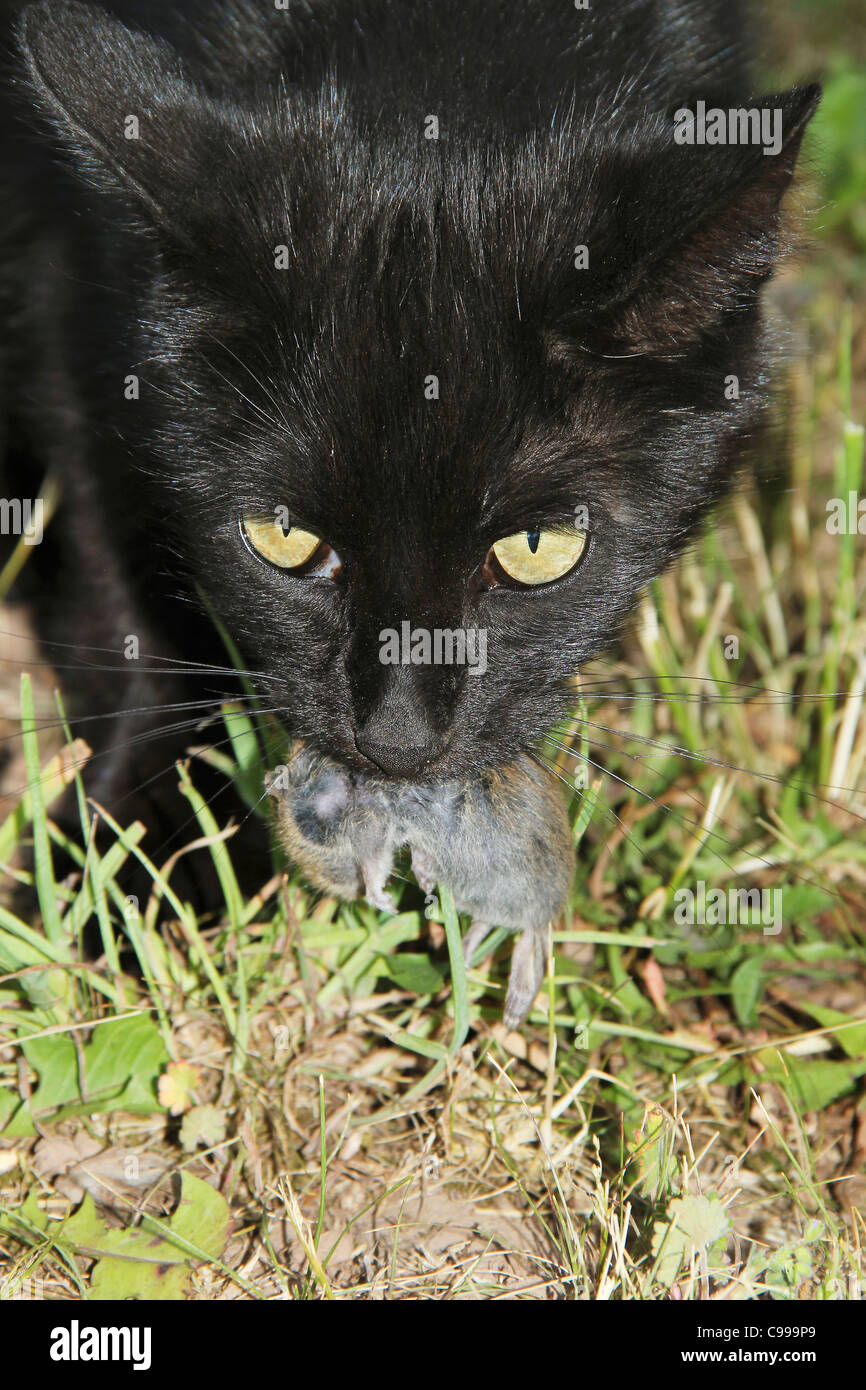 domestic cat with mouse Stock Photo - Alamy
