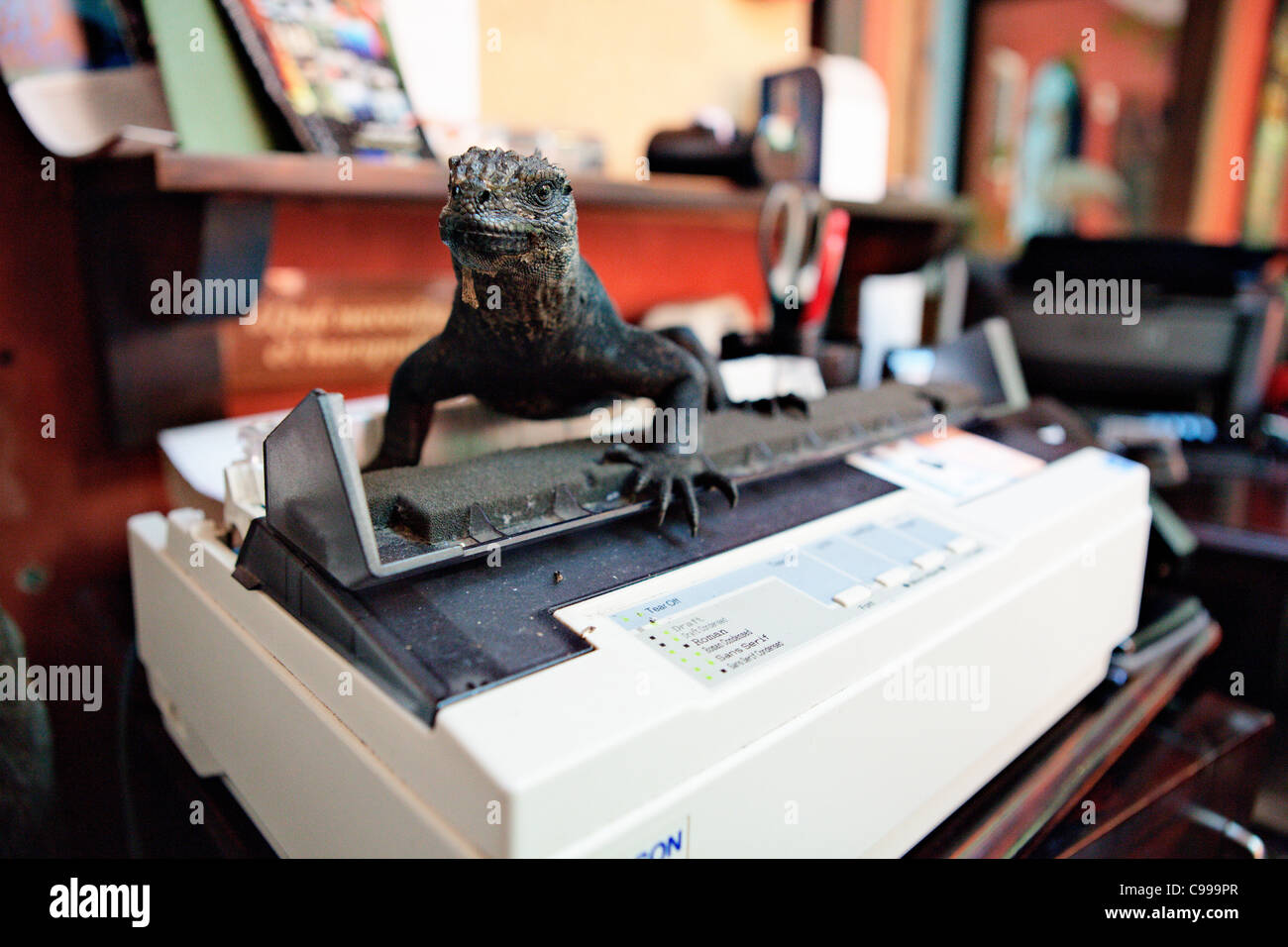 Marine iguana on hotel reception's printer on Santa Cruz island ...