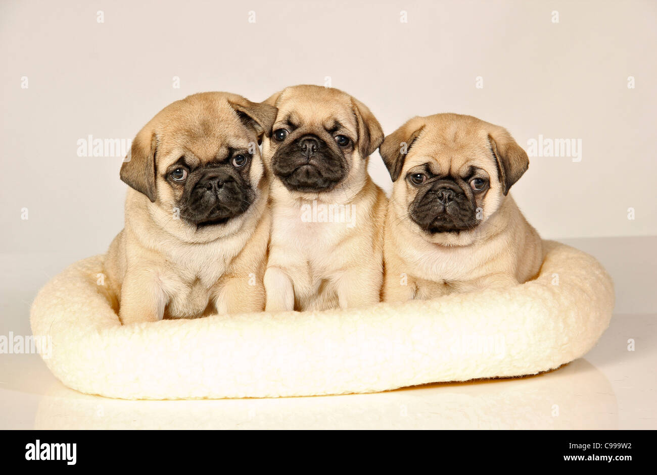 Three pugs sitting hi-res stock photography and images - Alamy