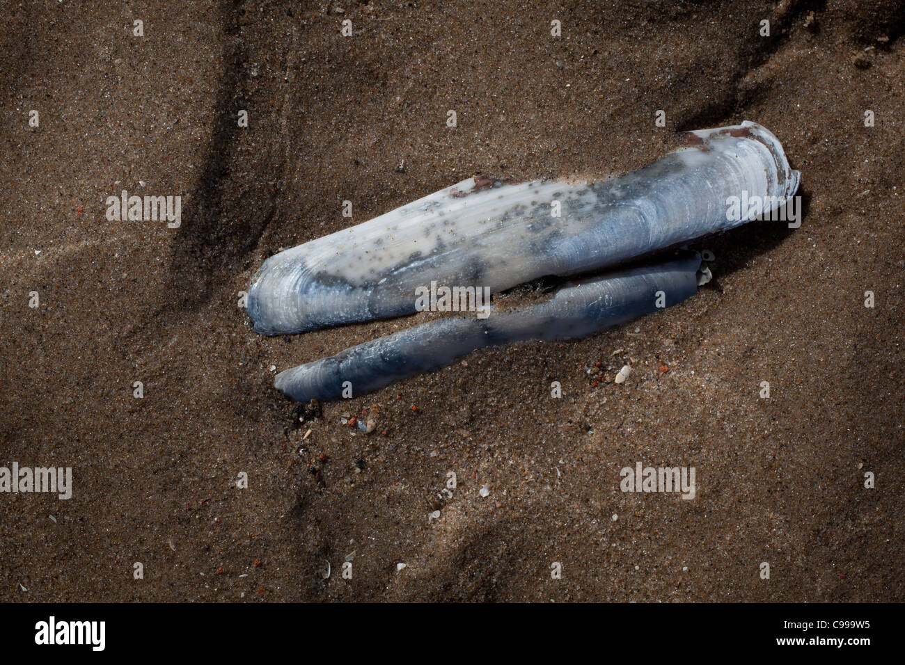 Razor shell hi-res stock photography and images - Alamy