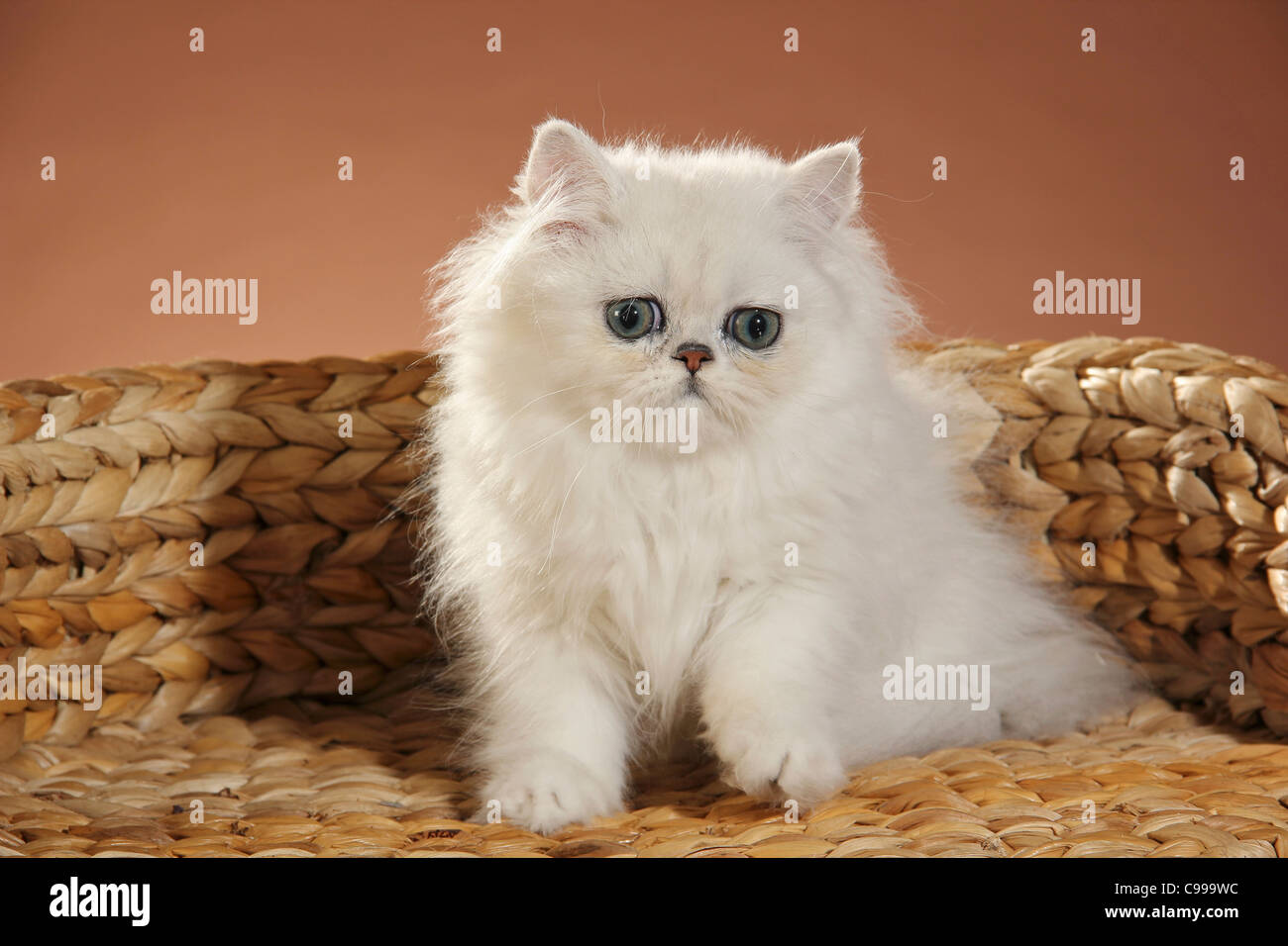 Persian Cat kitten sitting Stock Photo - Alamy
