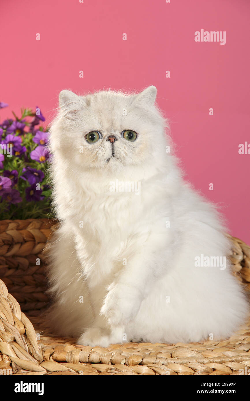 Persian Cat sitting Stock Photo - Alamy