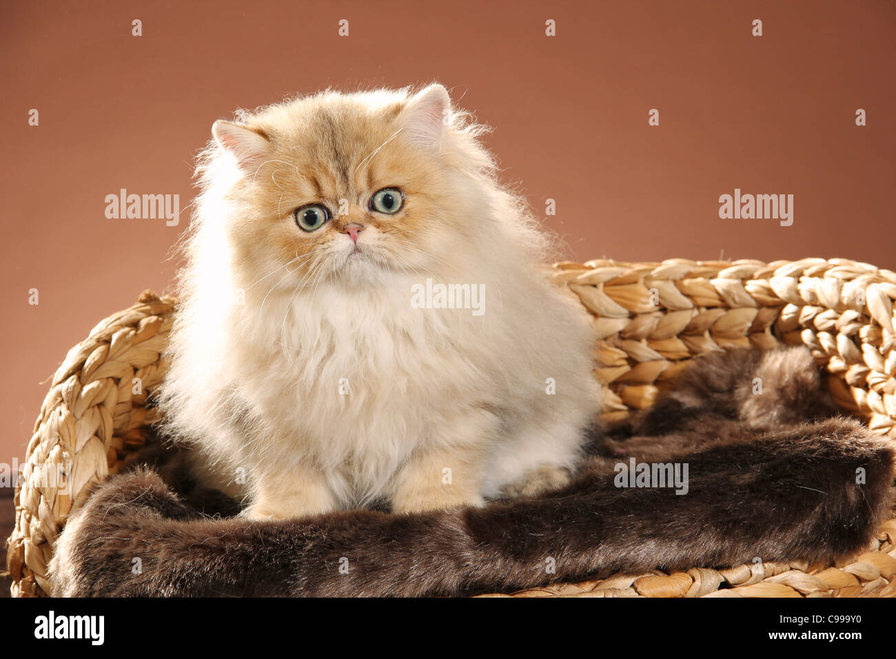 Persian Cat kitten sitting Stock Photo - Alamy