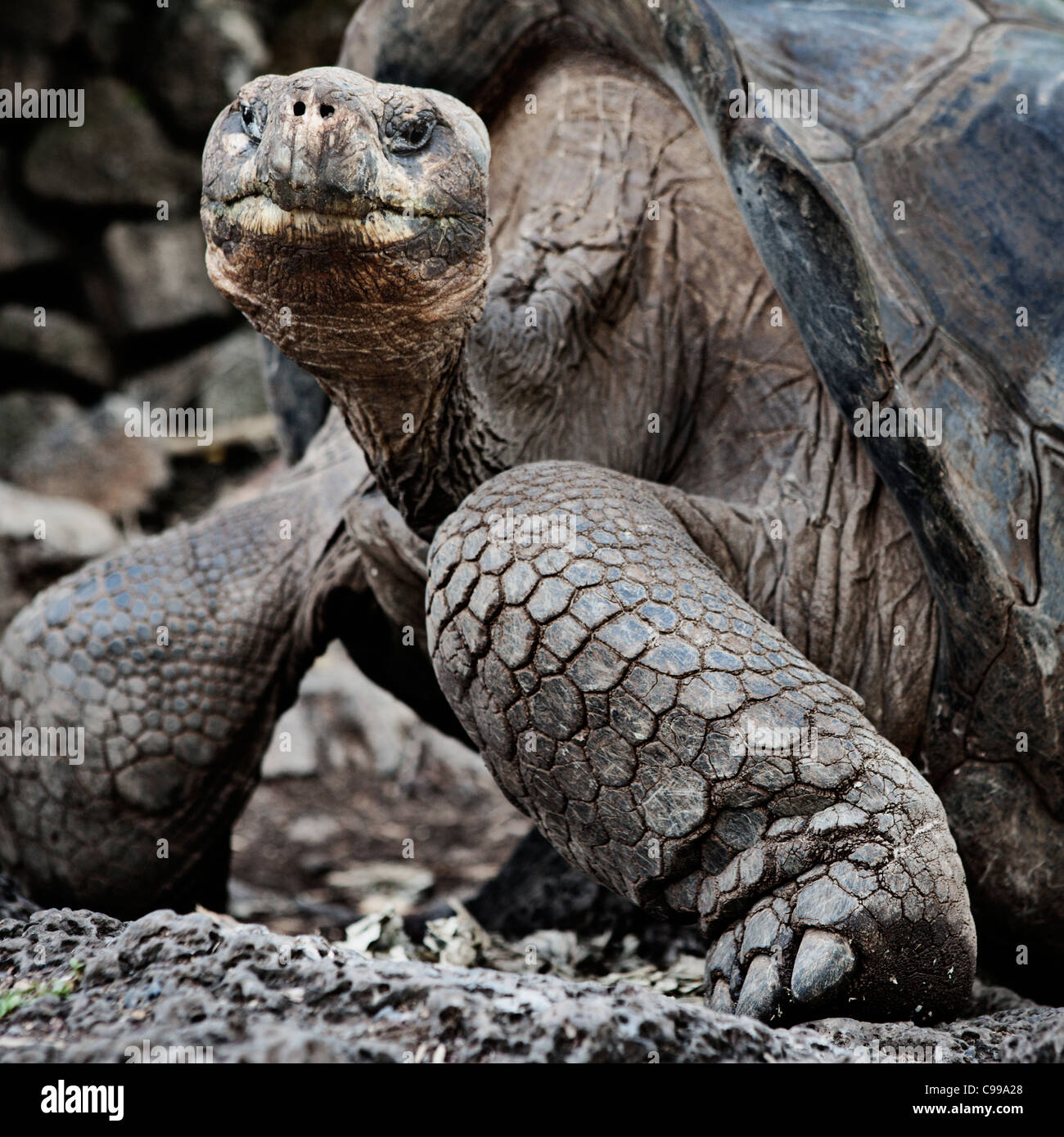 Giant tortoise at Charles Darwin Research Center. Santa Cruz island ...