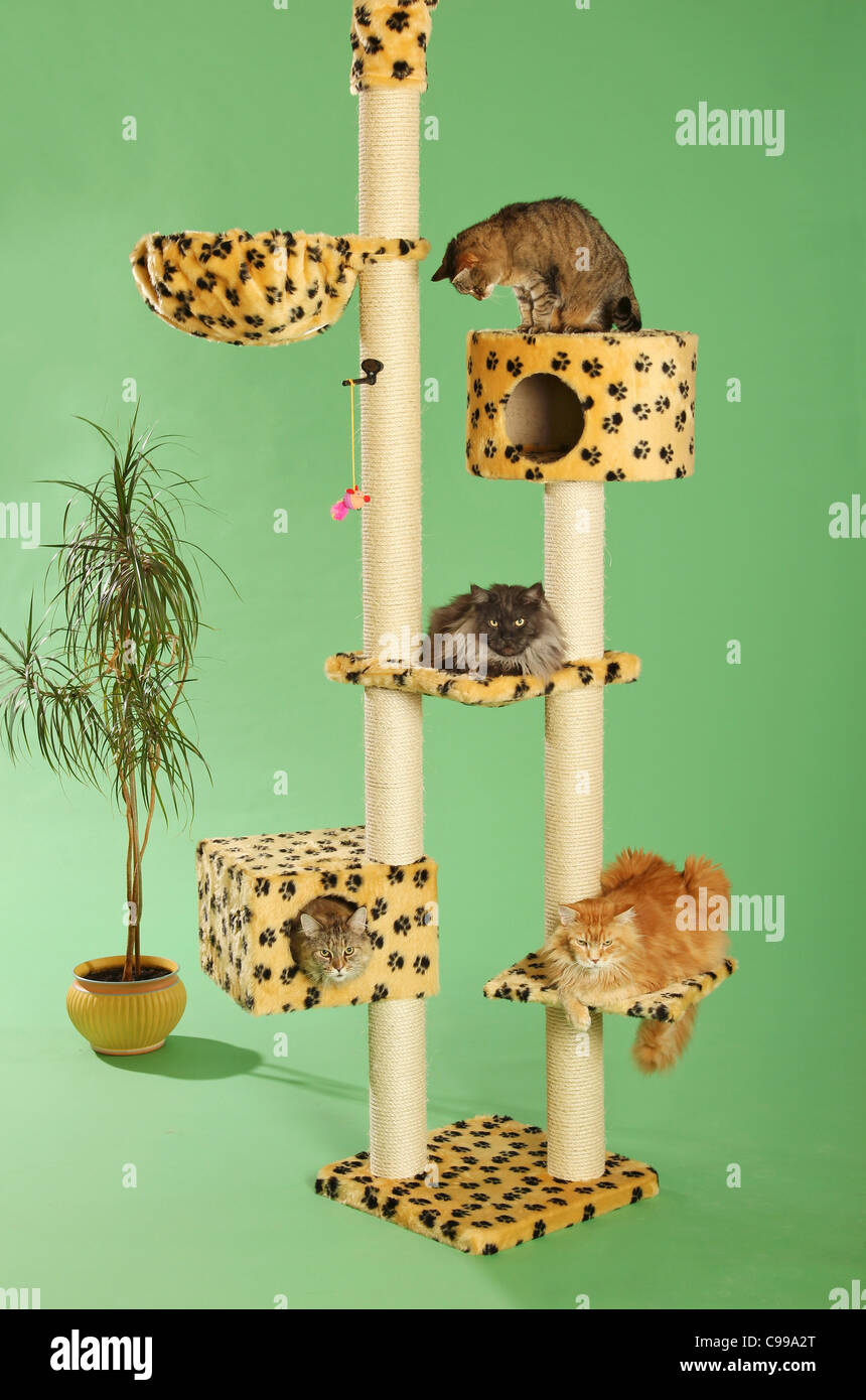 different cats on scratching post Stock Photo - Alamy