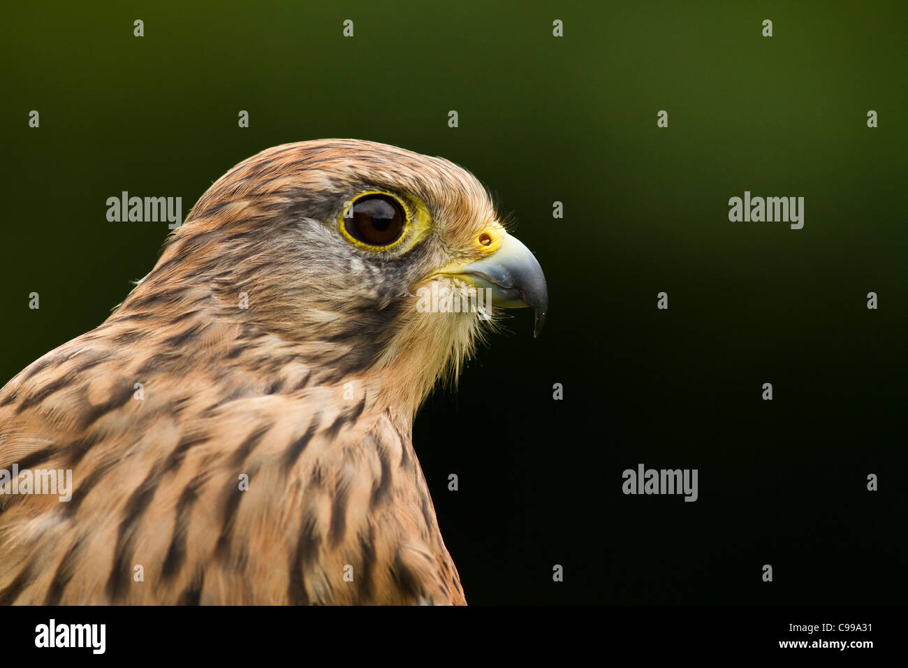 Kestrel from Hawk Conservancy Stock Photo - Alamy
