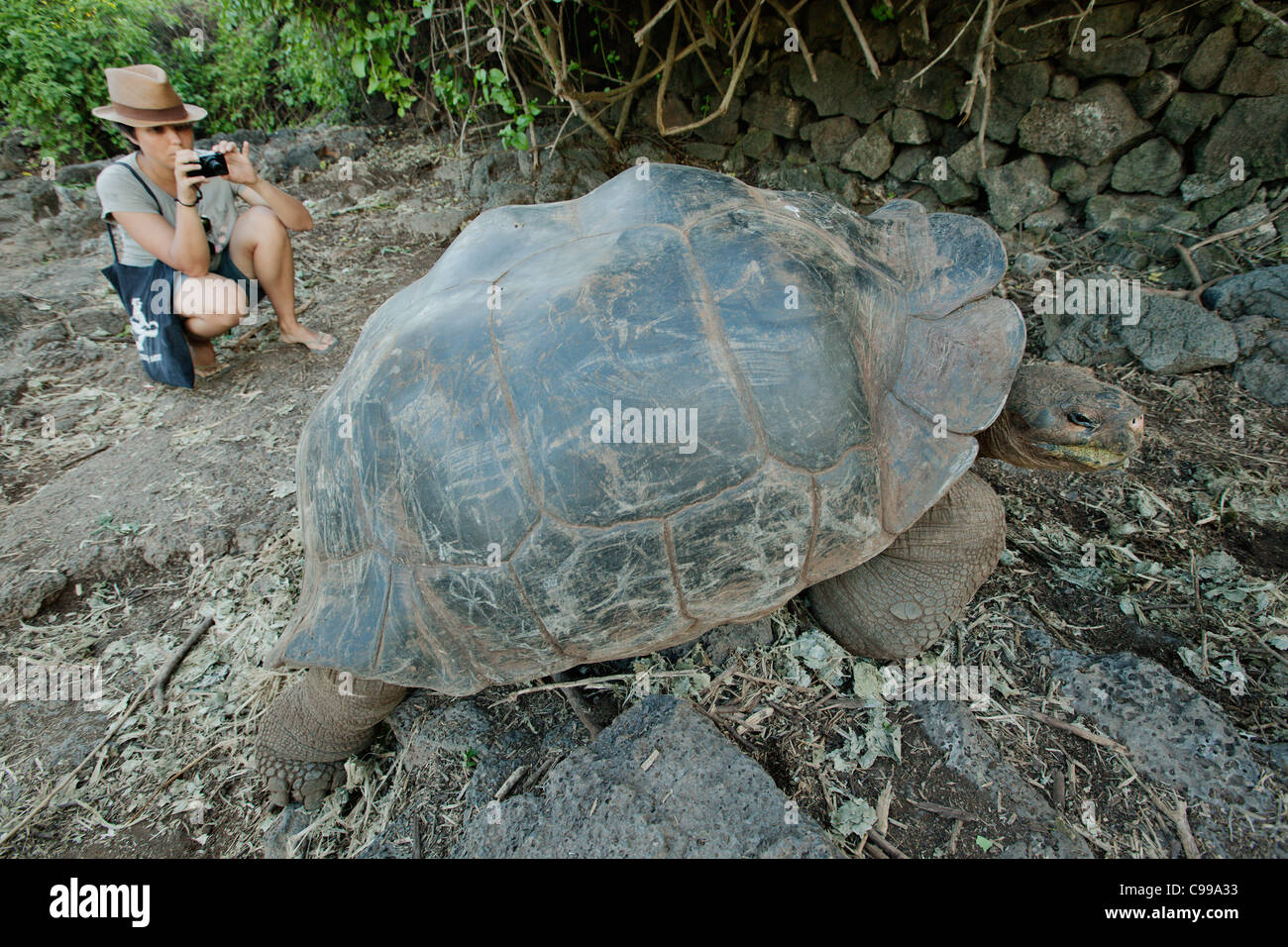 Tourist watching a giant tortoise at Charles Darwin Research Center ...