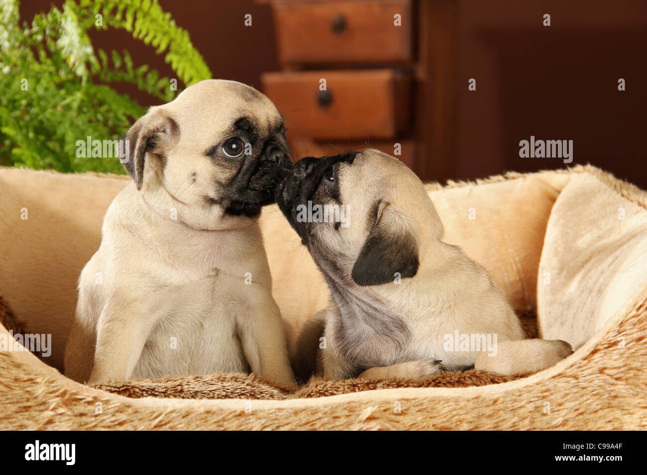 Two pug puppies sitting hi-res stock photography and images - Alamy