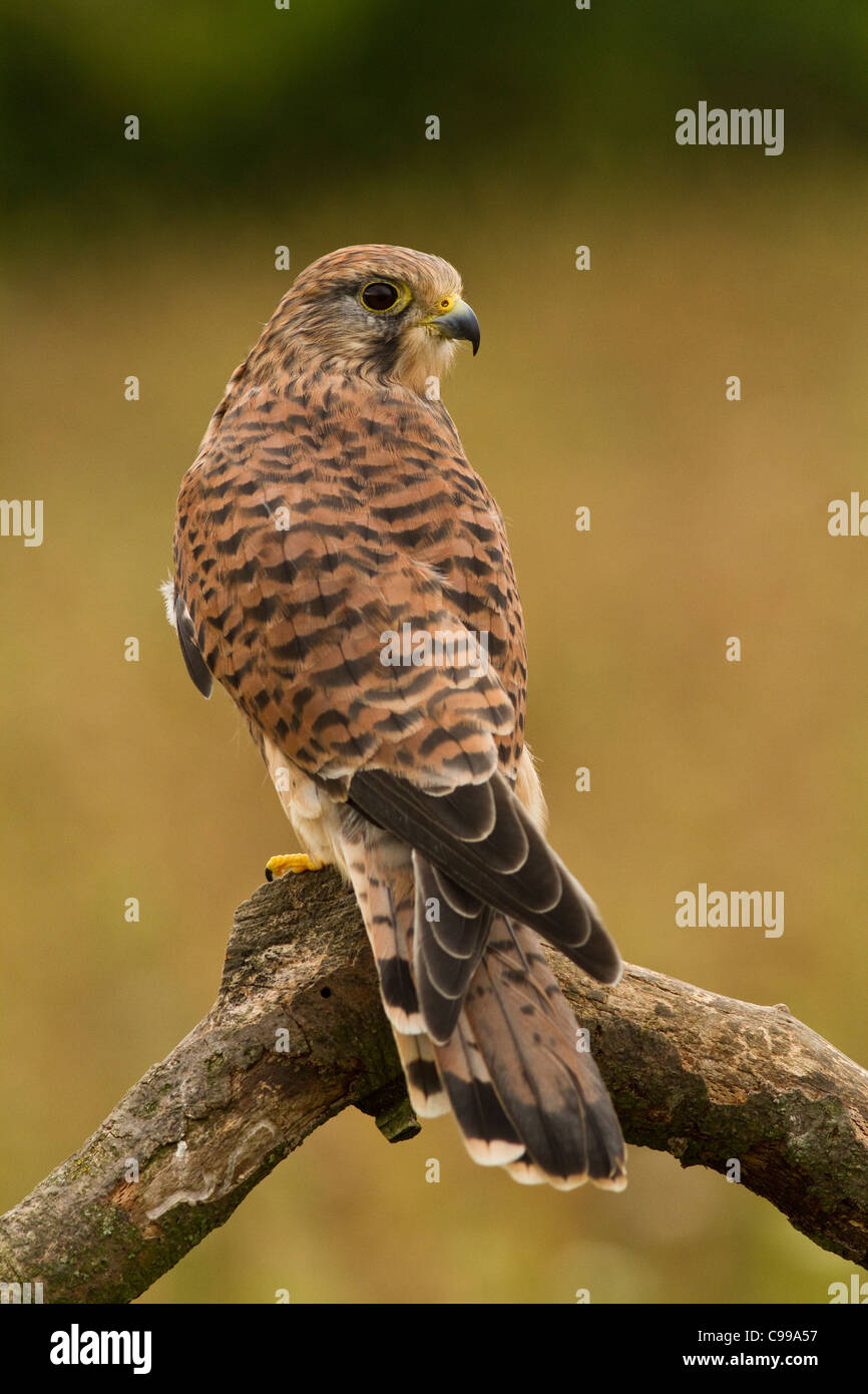 Kestrel from Hawk Conservancy Stock Photo - Alamy