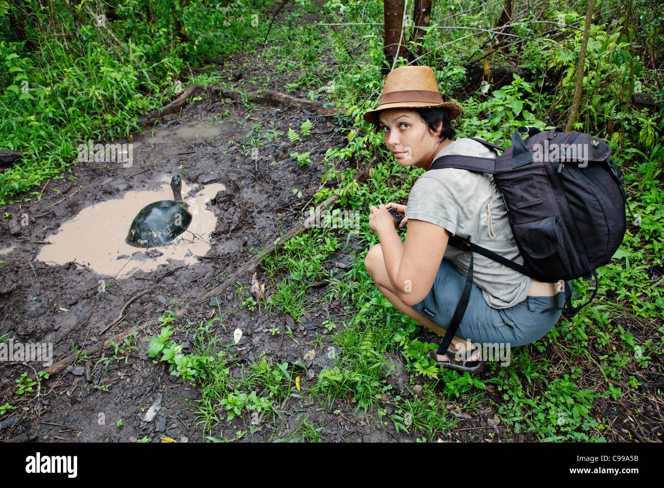 Tourist watching a juvenile giant tortoise in El Chato forest. Santa ...