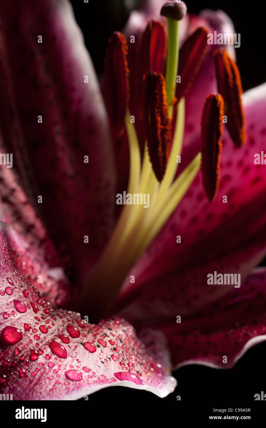 Stamen water lily hi-res stock photography and images - Alamy