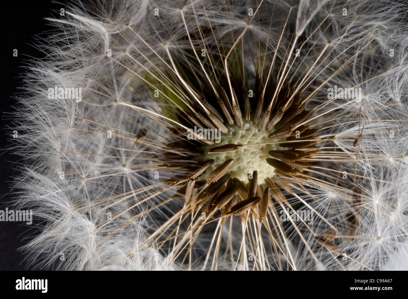 Seed burst hi-res stock photography and images - Alamy