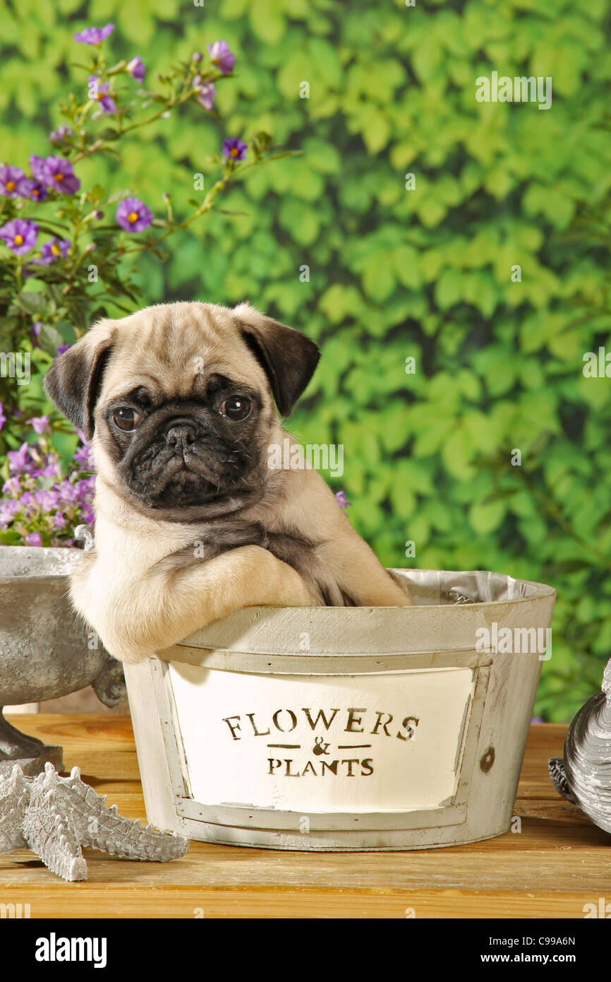 Pug puppy flowerpot Stock Photo - Alamy
