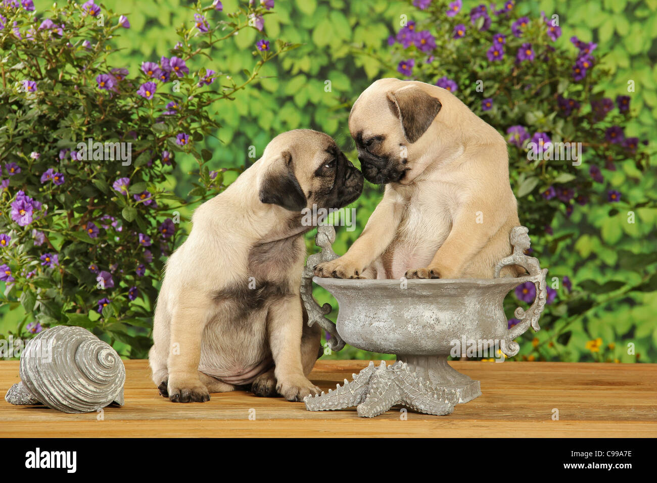 Two Pug Puppies Sitting High Resolution Stock Photography and Images ...