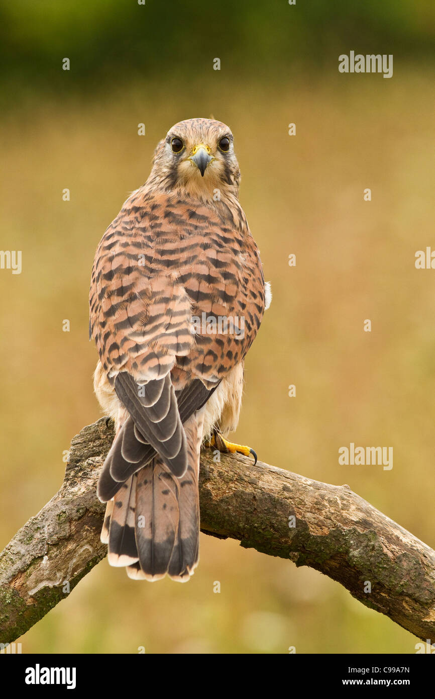 Kestrel from Hawk Conservancy Stock Photo - Alamy