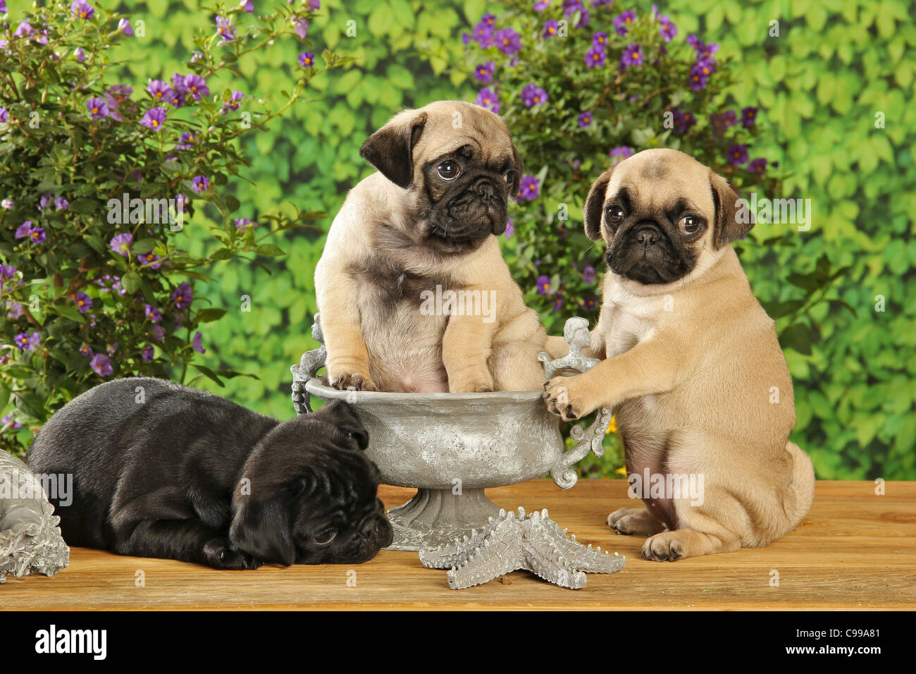 Pug three puppies Stock Photo - Alamy