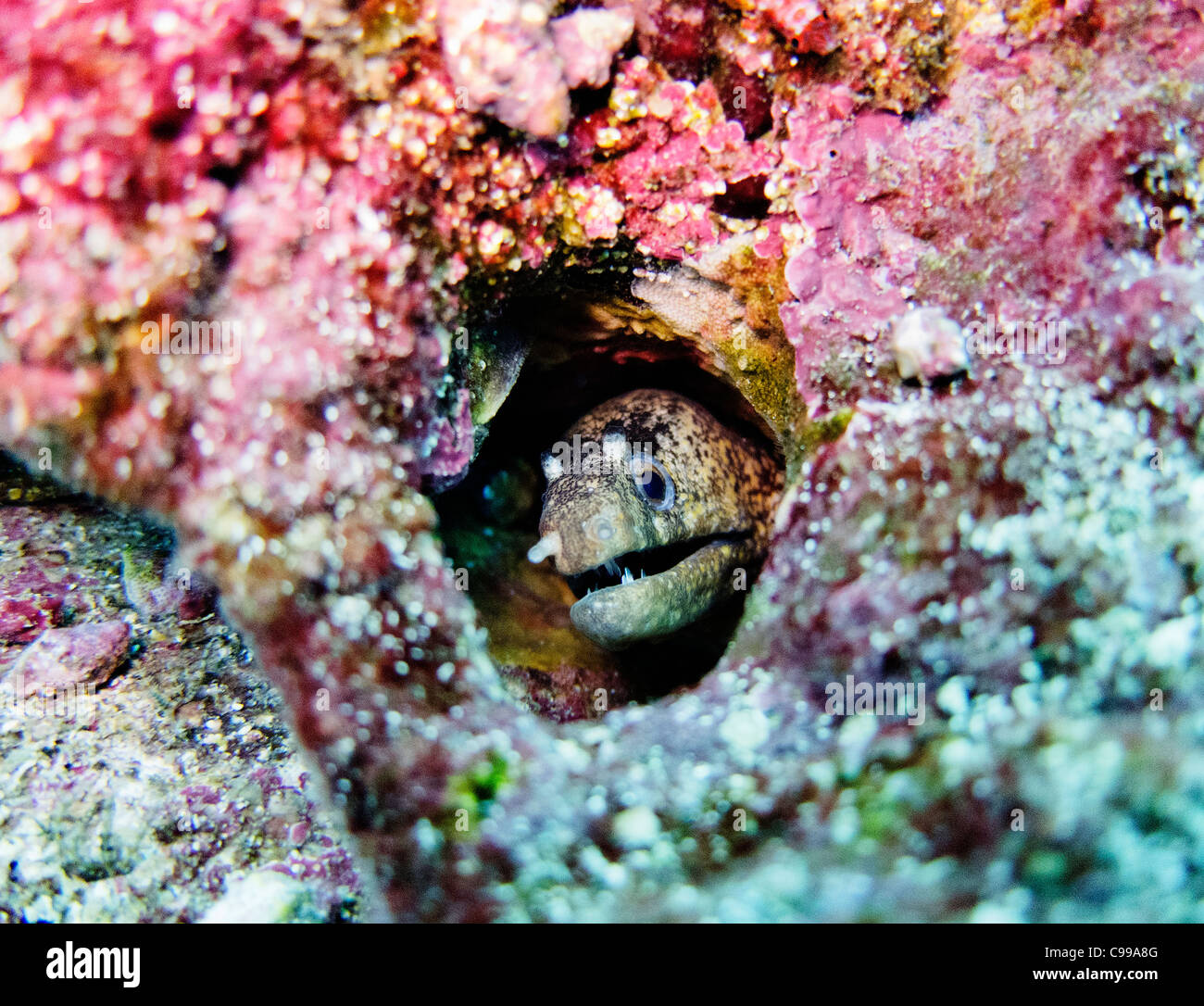Moray eel on a dive near Santa Fe island, Galapagos, Ecuador Stock ...