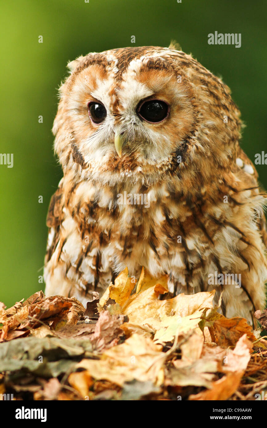 Tawny Owl from the Hawk Conservancy Stock Photo - Alamy