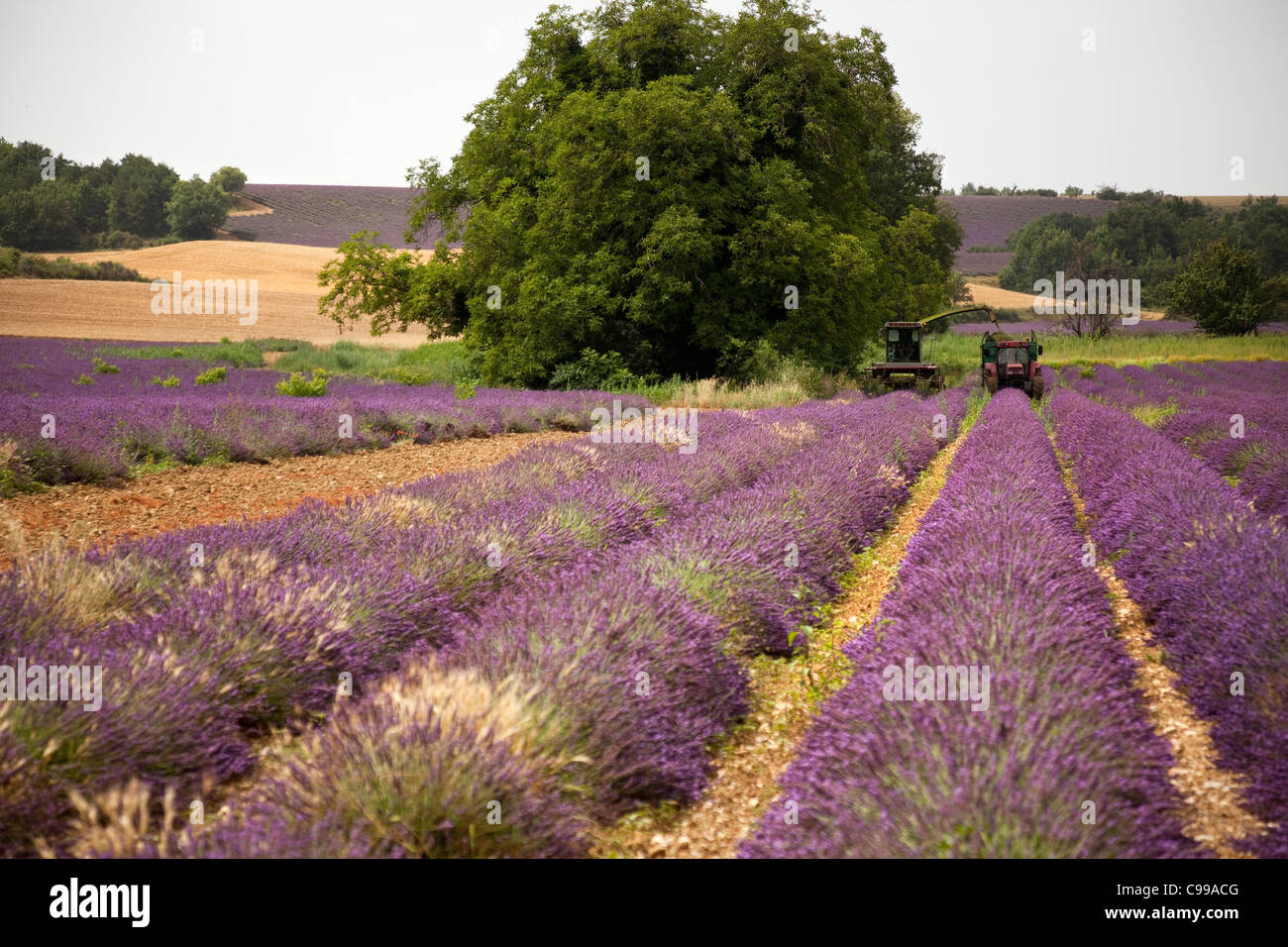 Harvesting the lavender fields in Provence, Southern France Stock Photo ...