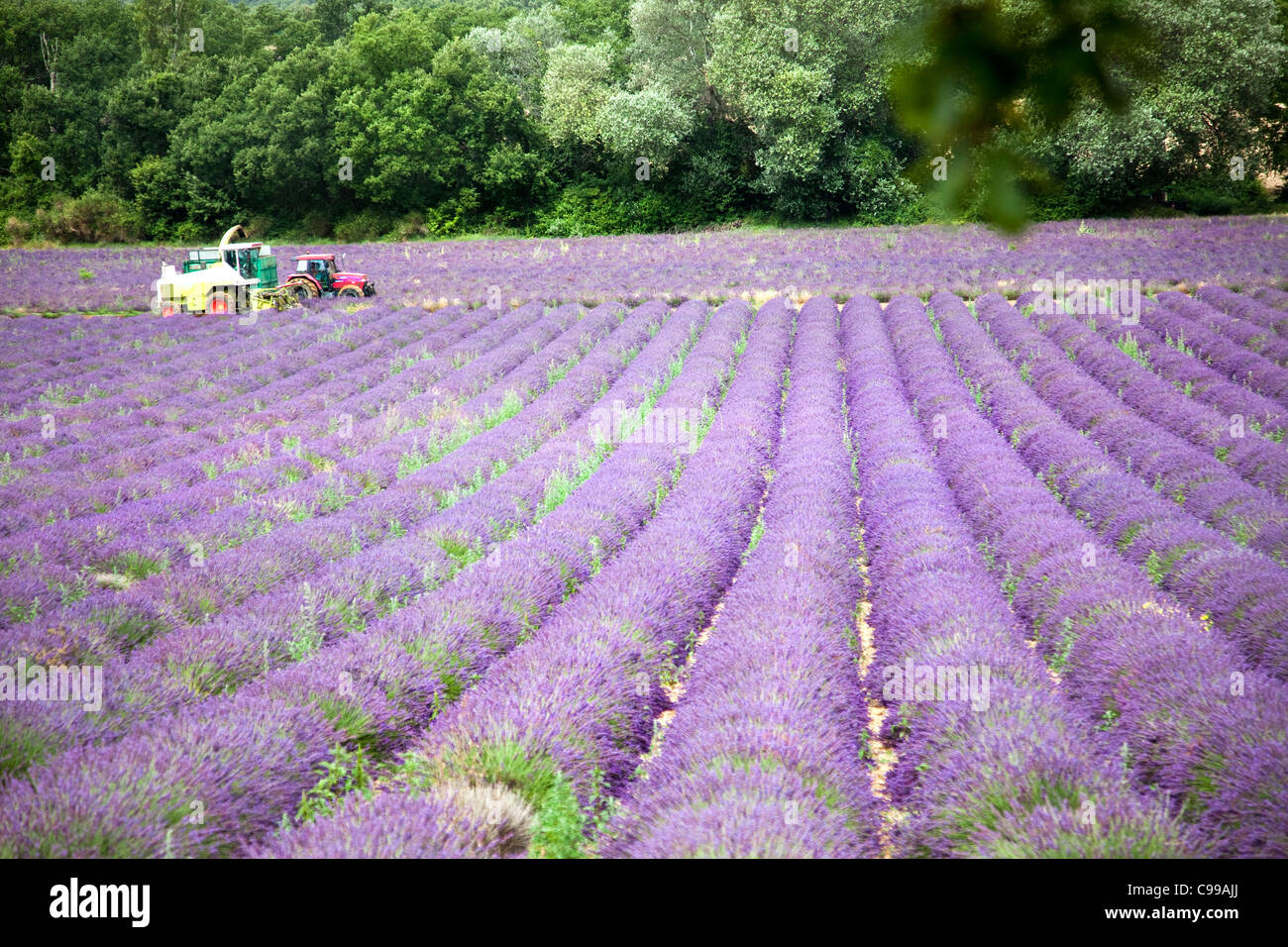Harvesting the lavender fields in Provence, Southern France Stock Photo ...