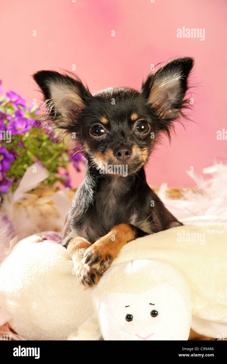 Rusky toy hi-res stock photography and images - Alamy