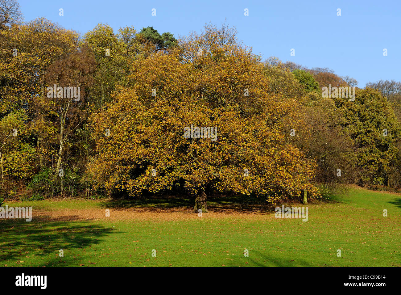 Autumn tree with leaves on the ground england uk Stock Photo - Alamy