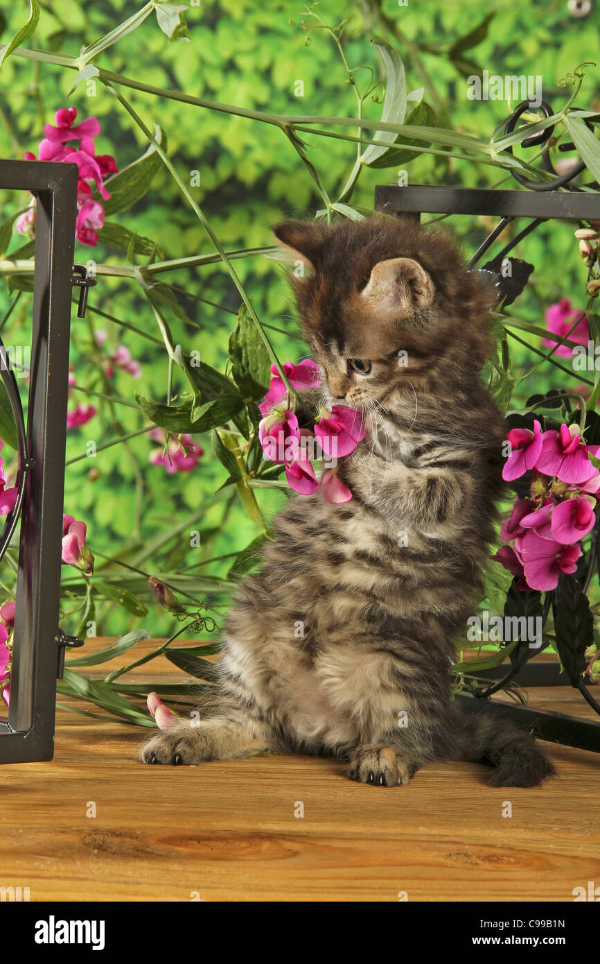 domestic cat kitten sniffing at flower Stock Photo - Alamy