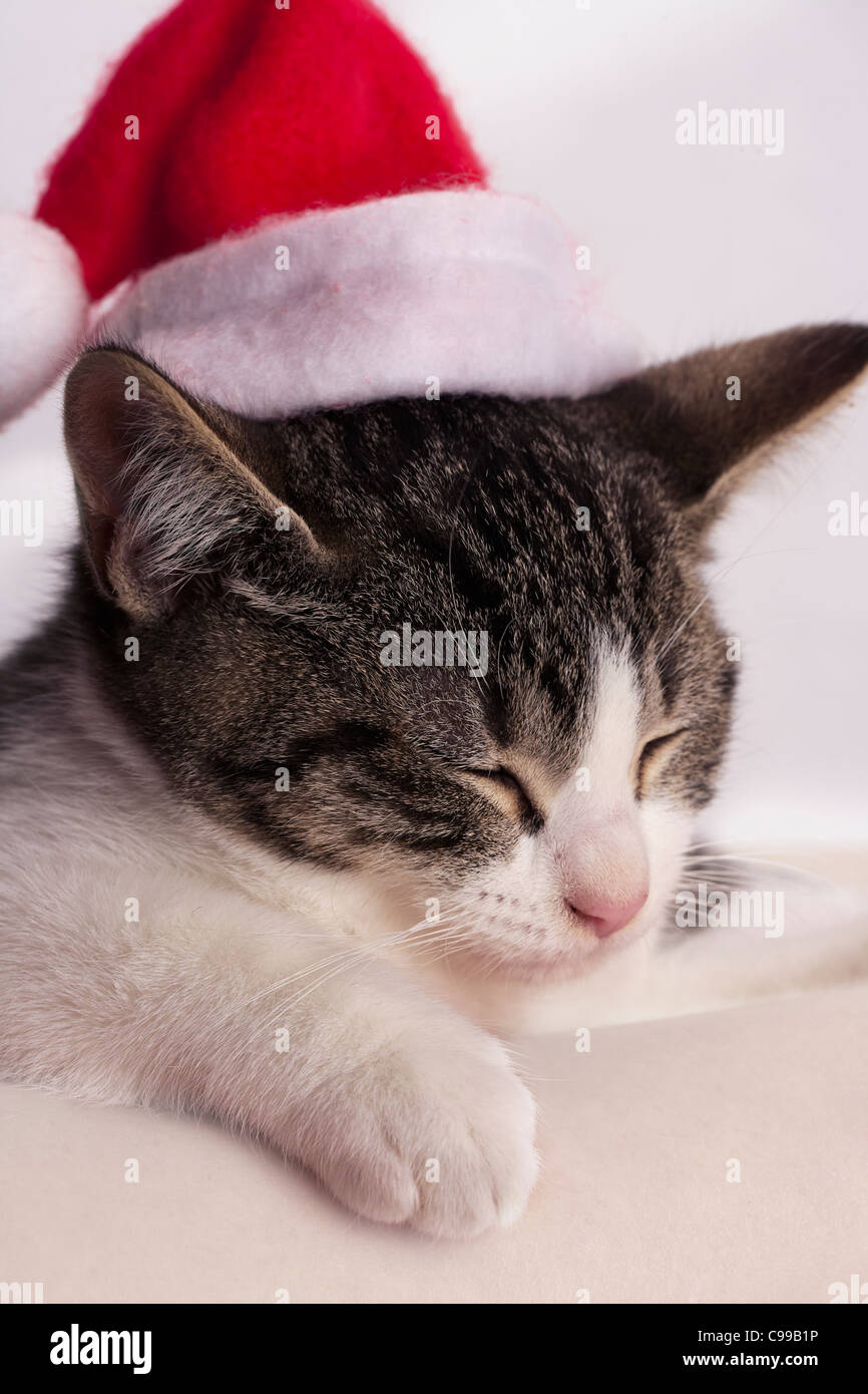 Sleeping Santa Kitten Stock Photo - Alamy