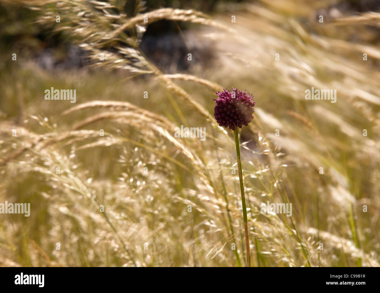Wild grasses in the scenery of the French countryside, in the Verdon ...