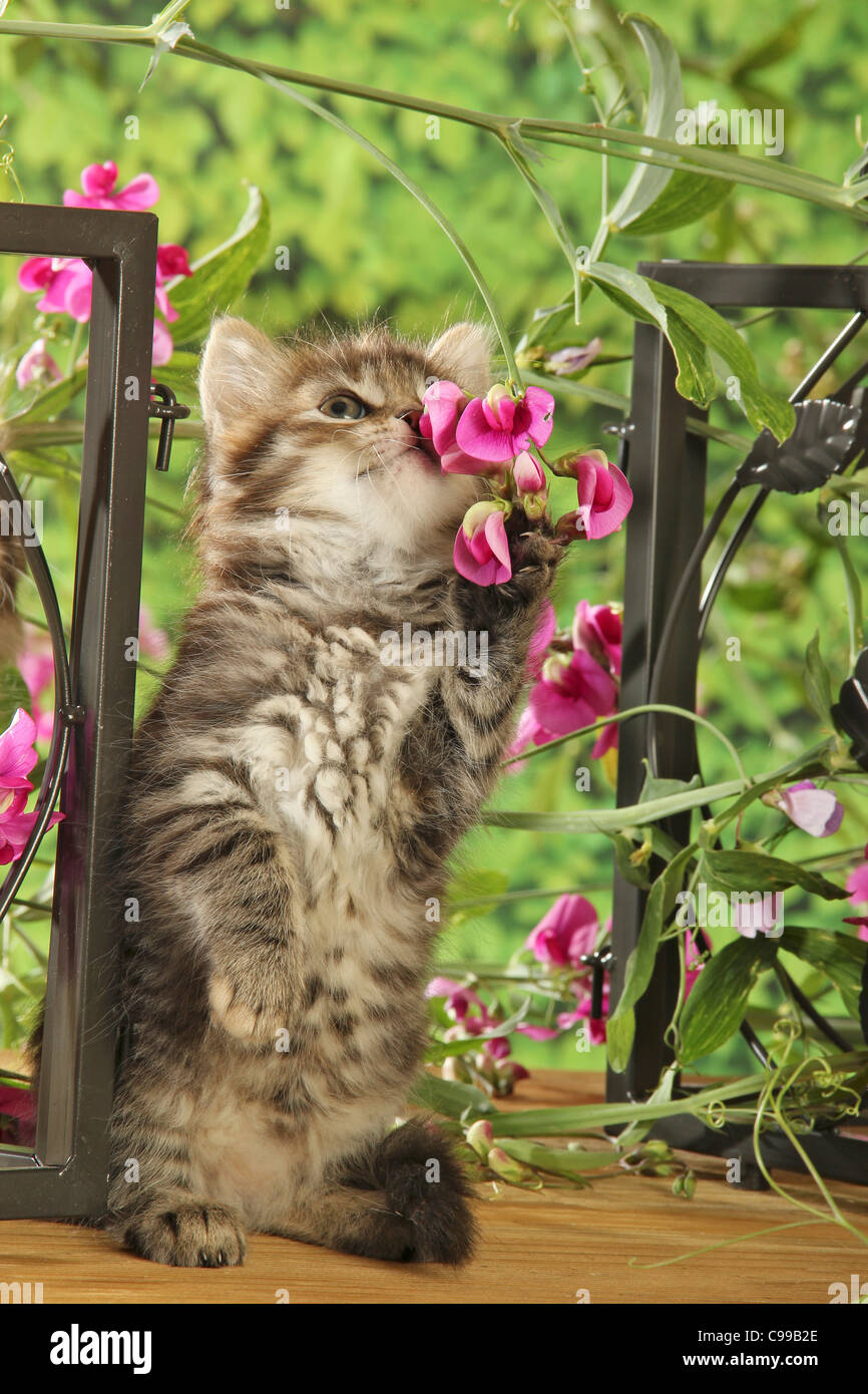 domestic cat kitten sniffing at flower Stock Photo - Alamy