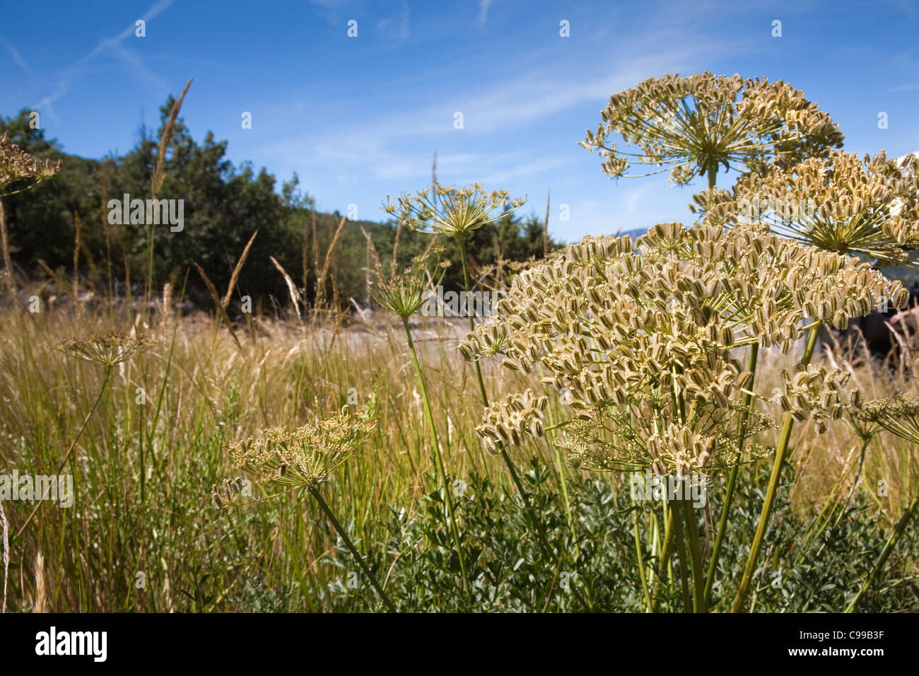 Wild grasses in the scenery of the French countryside, in the Verdon ...