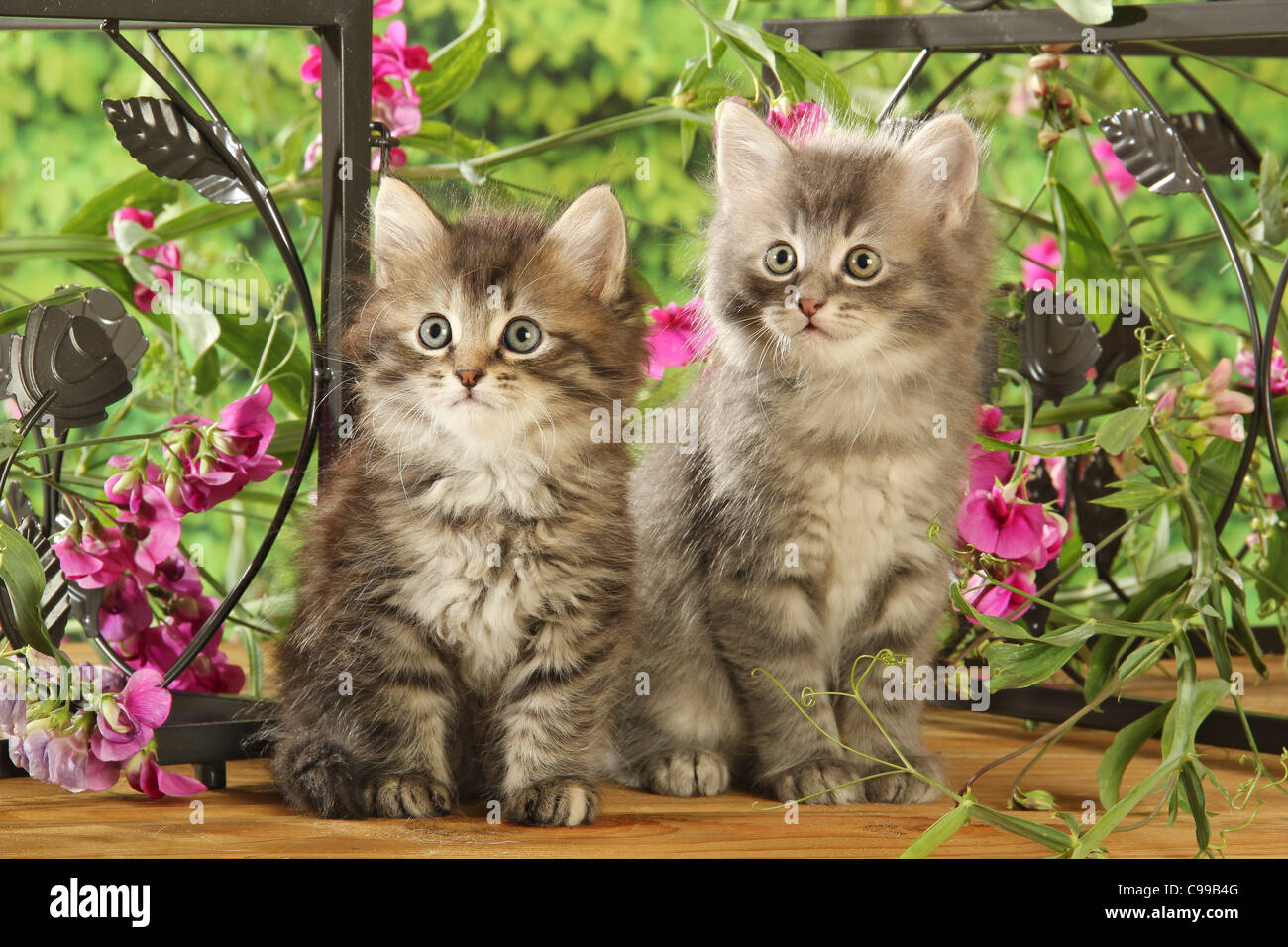 Two little kittens hi-res stock photography and images - Alamy