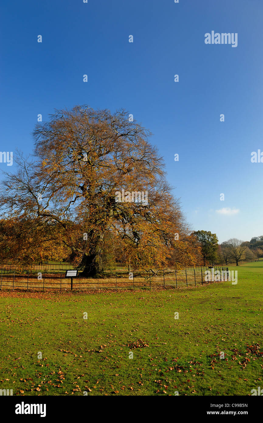 Autumn tree with leaves on the ground england uk Stock Photo - Alamy