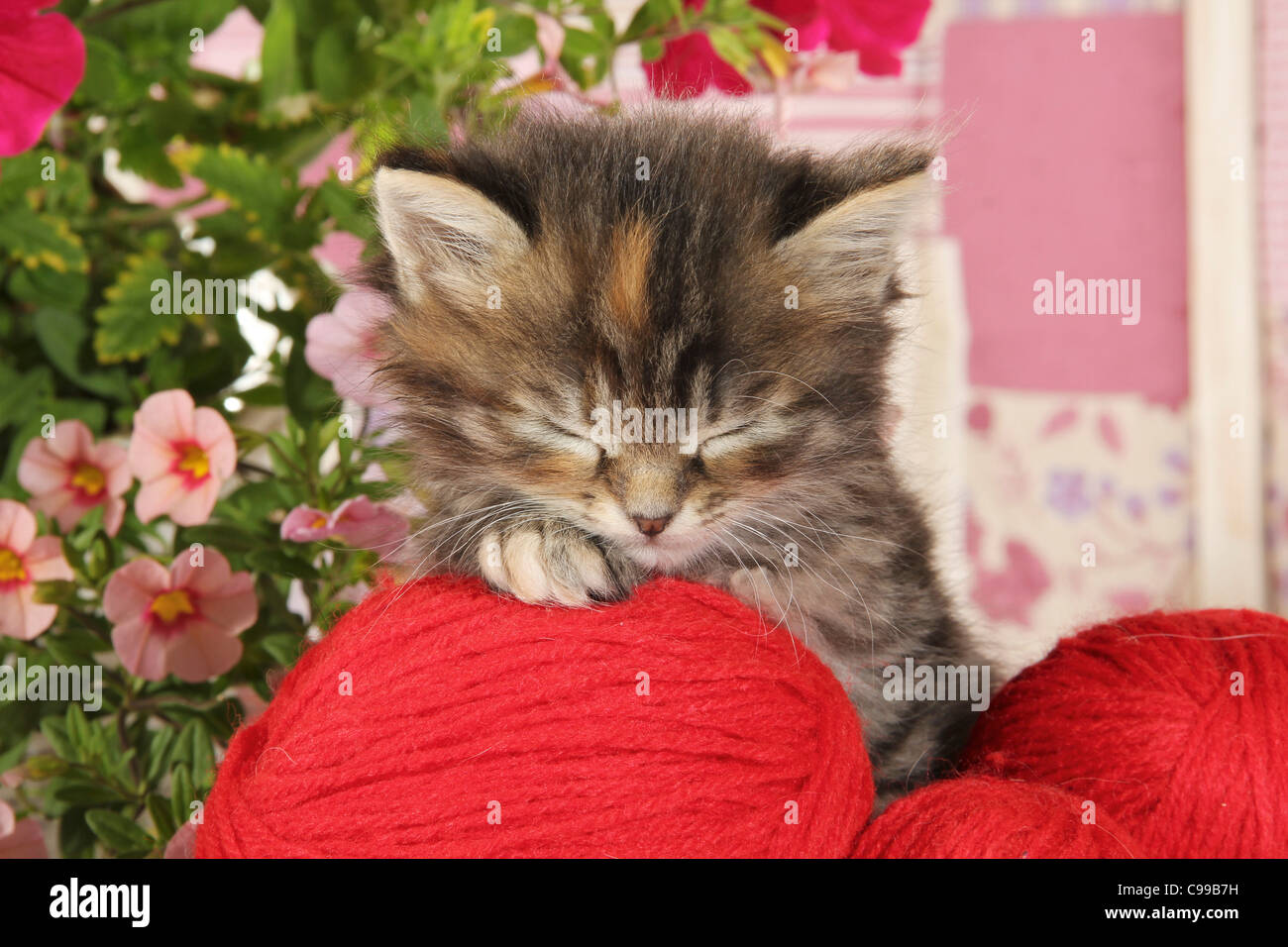 domestic cat kitten ball wool Stock Photo - Alamy