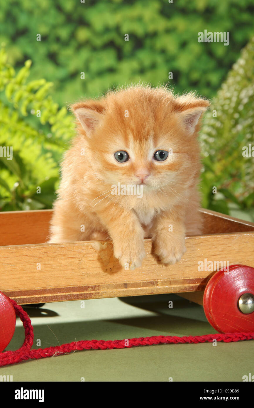 Kitten toy car hi-res stock photography and images - Alamy