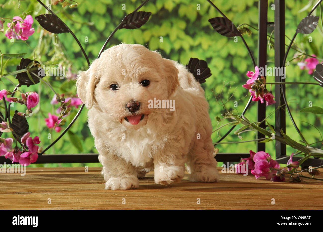 Havanese dog puppy standing Stock Photo - Alamy