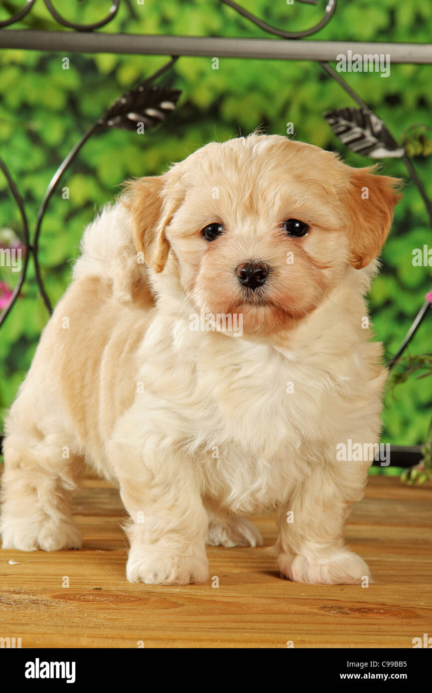 Havanese dog puppy standing Stock Photo - Alamy