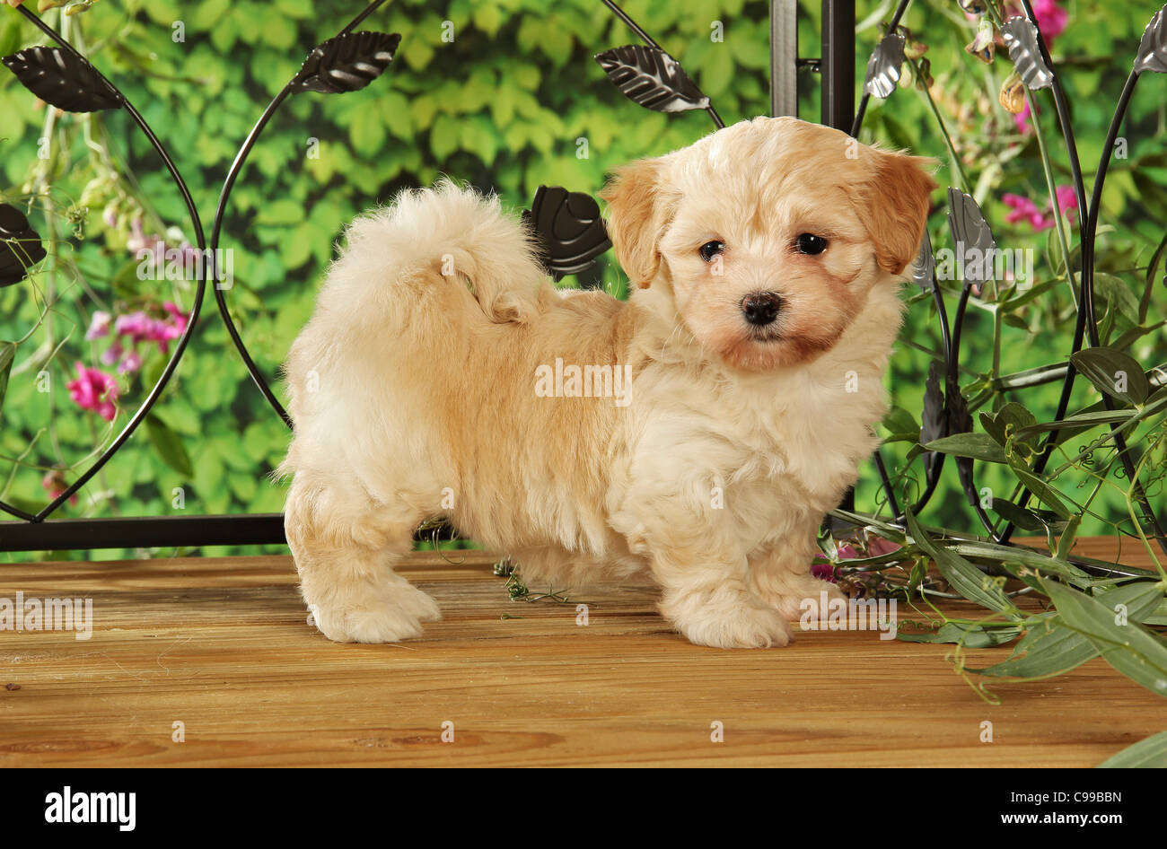 Havanese dog puppy standing Stock Photo - Alamy