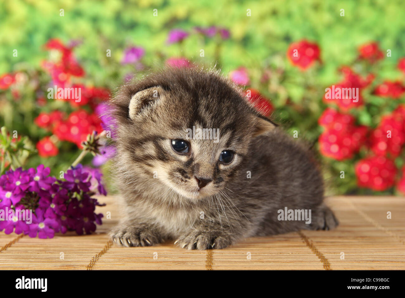domestic cat kitten (16 days Stock Photo - Alamy