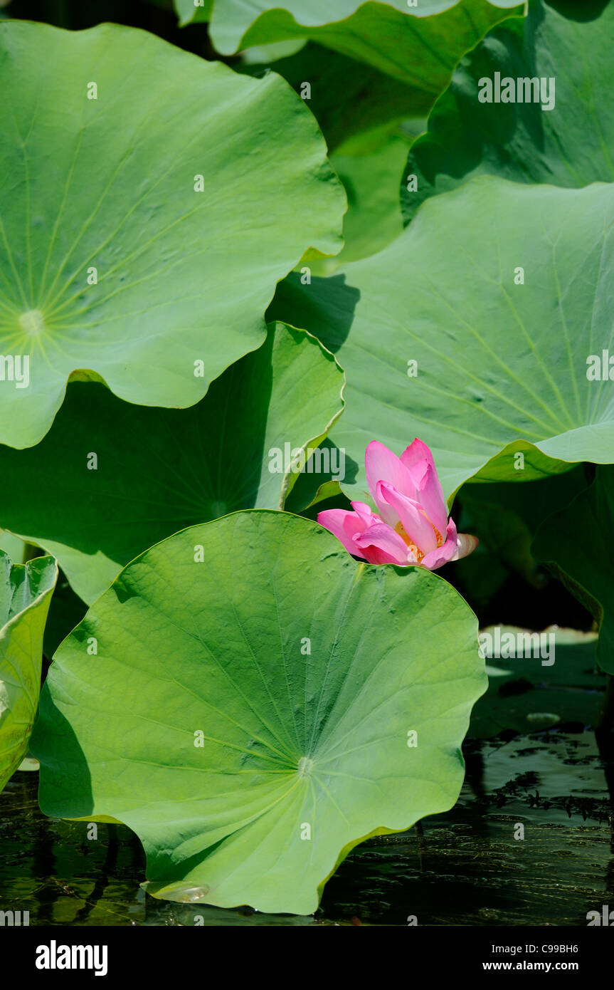 Red sacred lotus water lily hi-res stock photography and images - Alamy