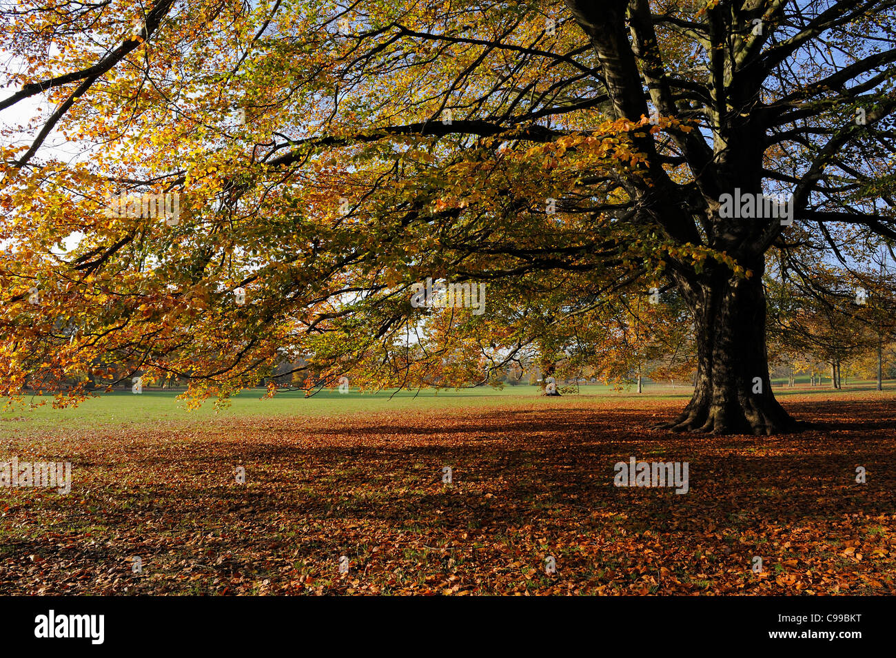 Autumn tree with leaves on the ground england uk Stock Photo - Alamy